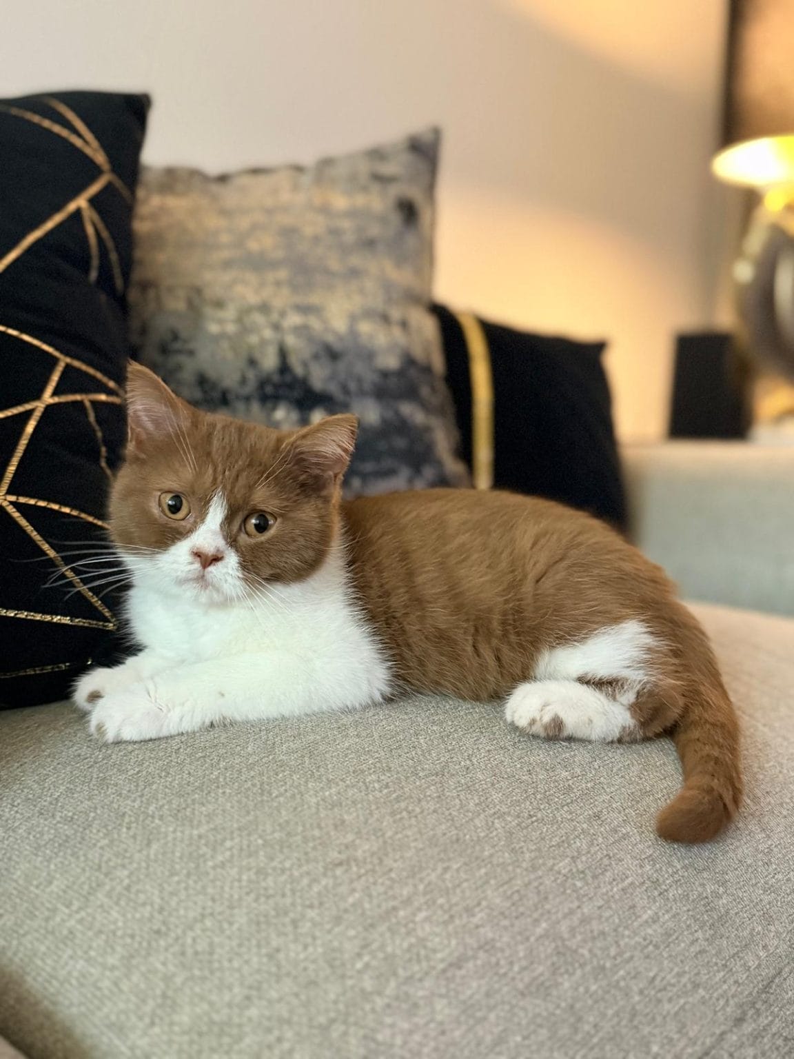 British Shorthair Cinnamon Bicolor Male Kitten | Fudge – Pink Paws