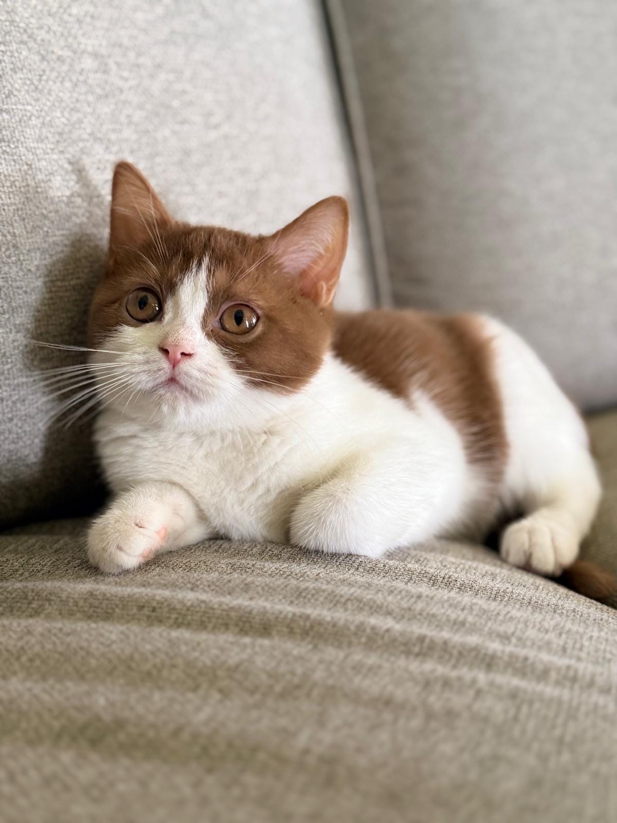 British Shorthair Kittens Jacksonville | Pink Paws Cattery