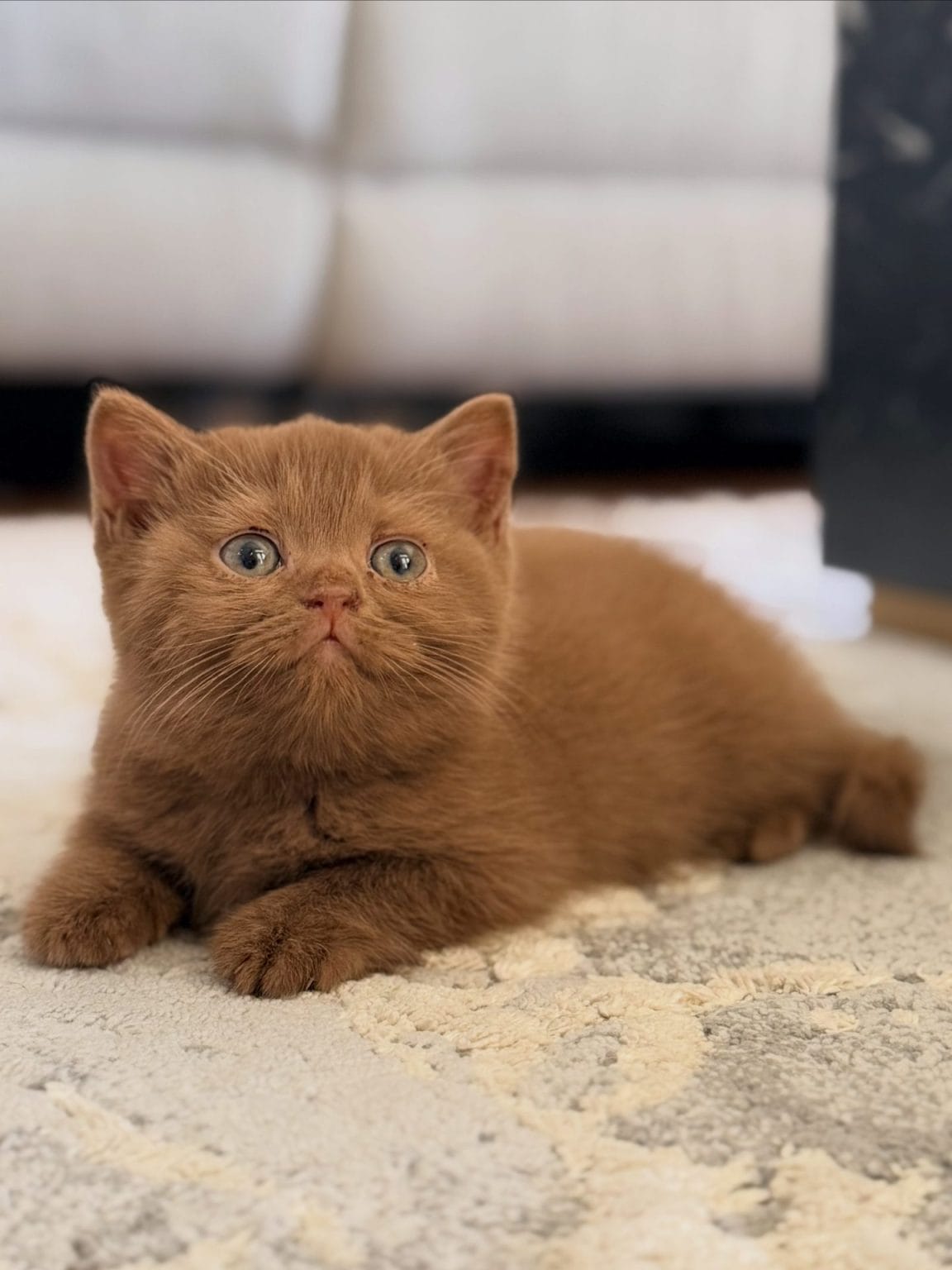 Mocha British shorthair cinnamon cat | Pink Paws Cattery